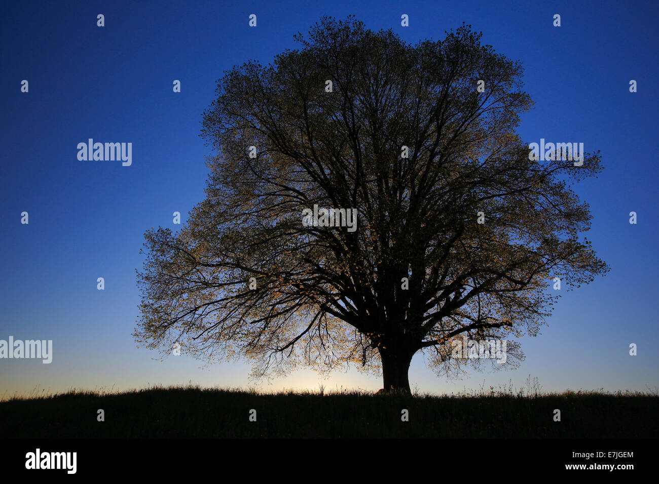 Lime tree silhouette hi-res stock photography and images - Alamy