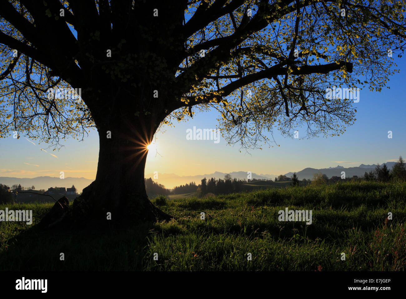 Alps, tree, mountains, trees, spring, back light, Hirzel, Hirzel pass ...