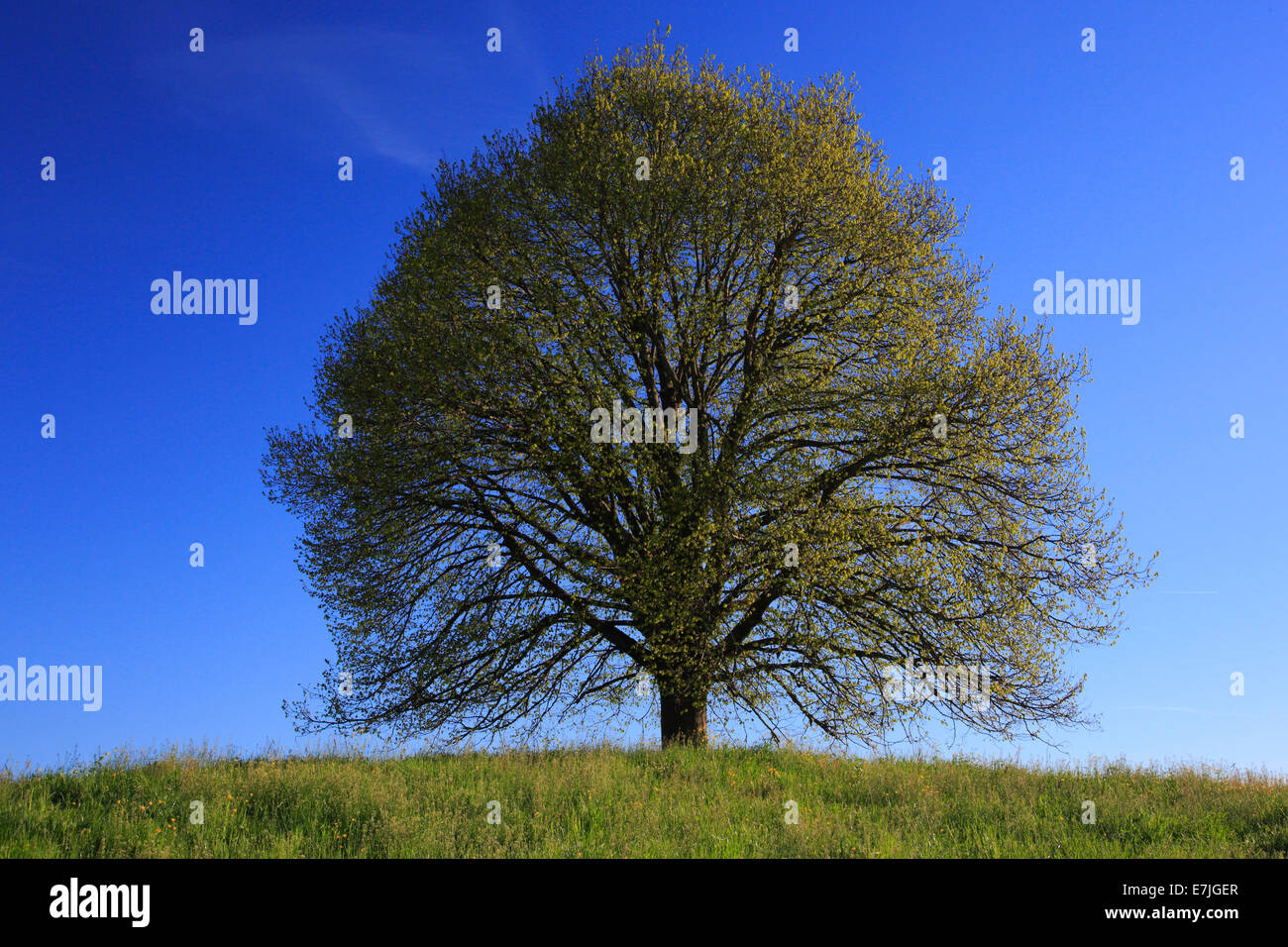 Pass the tree hi-res stock photography and images - Alamy