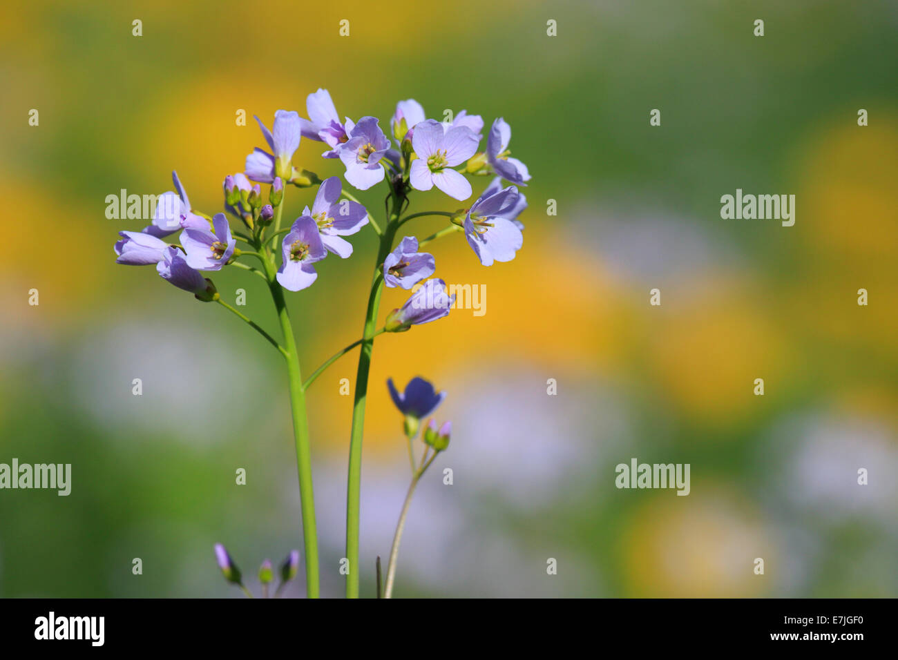 Flower, blossom, flourish, center, Cardamine pratensis, macro, close-up ...