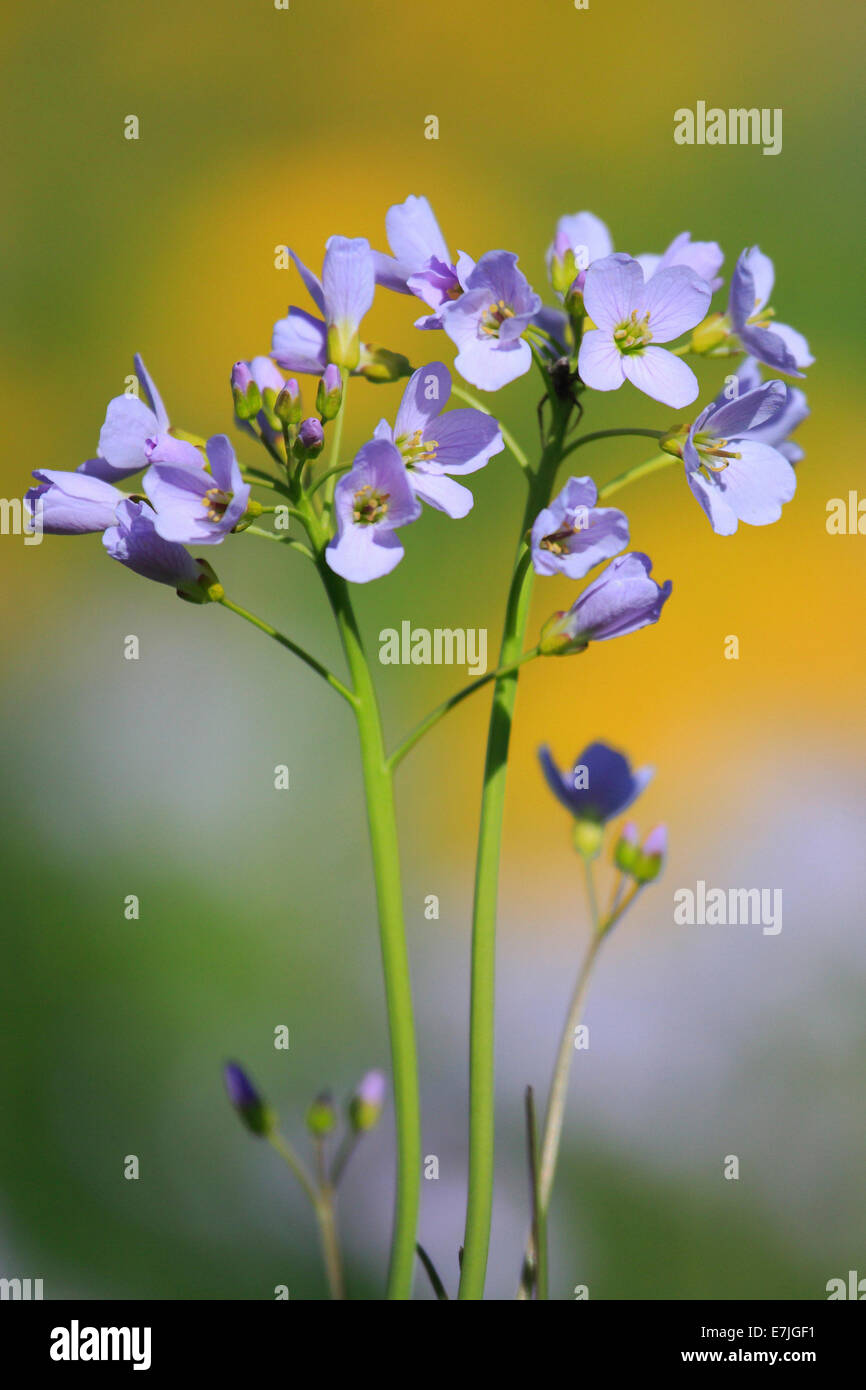 Flower, blossom, flourish, center, Cardamine pratensis, macro, close-up ...