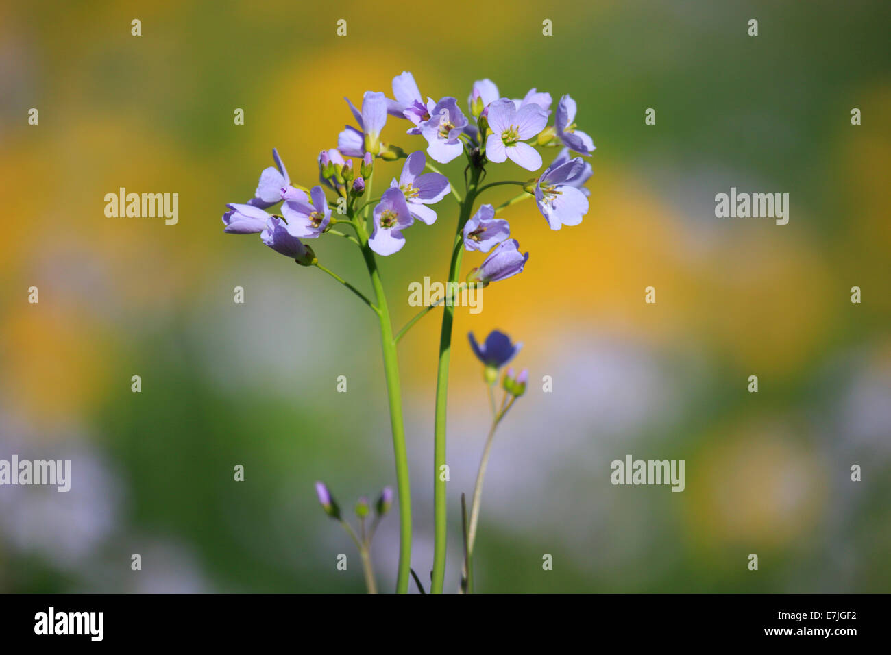 Flower, blossom, flourish, center, Cardamine pratensis, macro, close-up ...