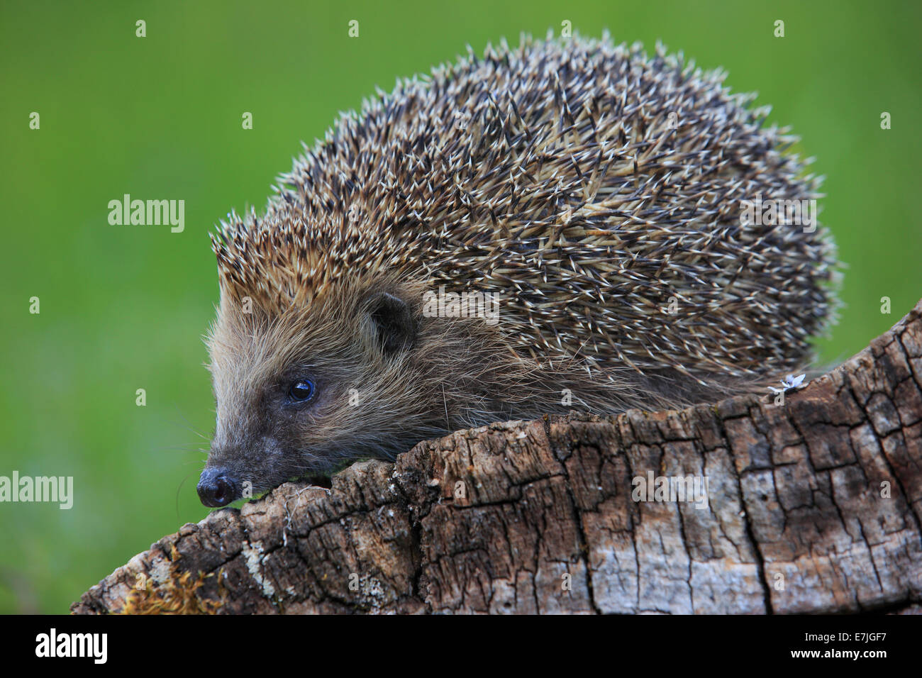 Tree stump, common hedgehog, Erinaceus europaeus, European hedgehog ...