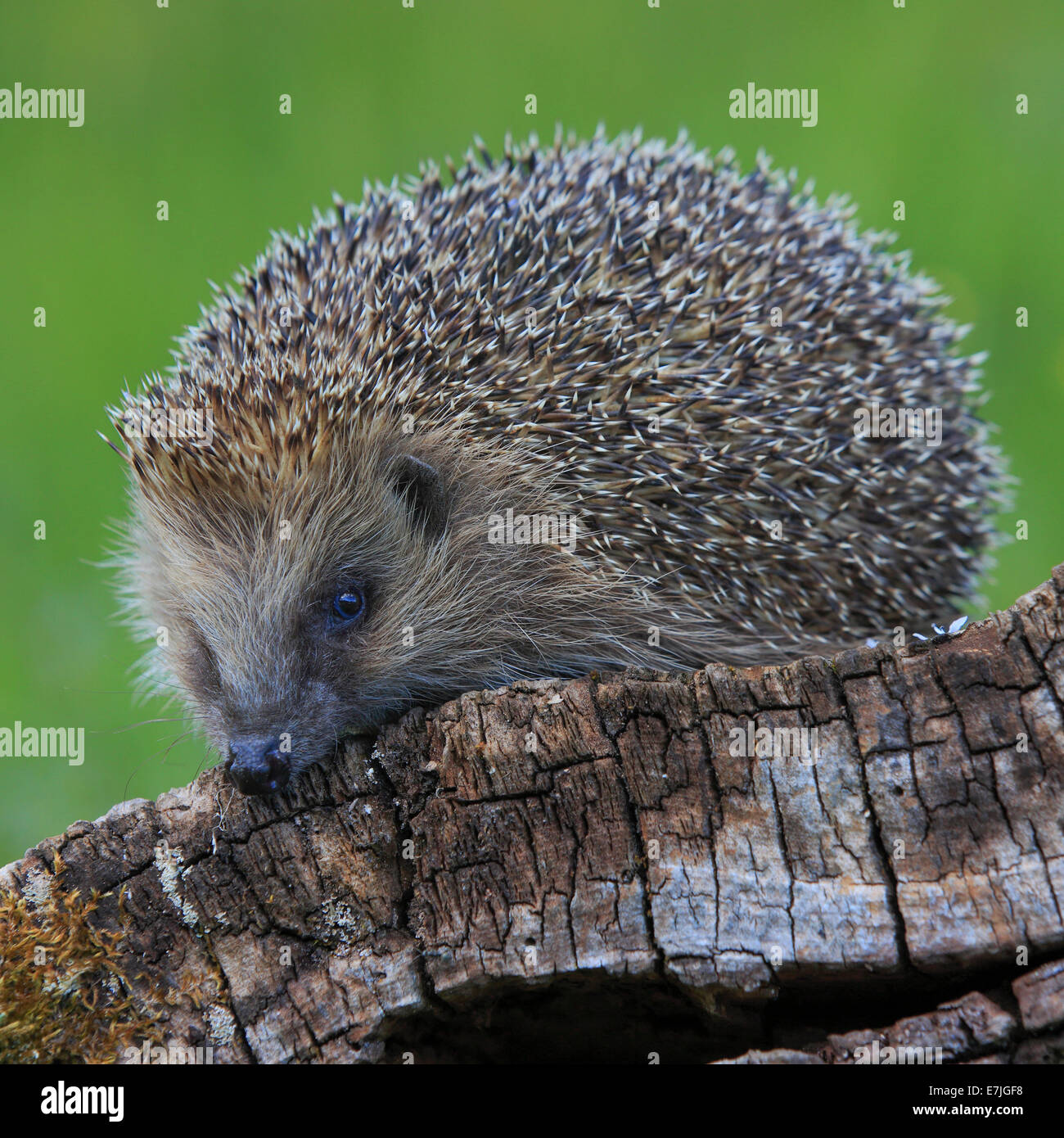 Hedgehog Tree High Resolution Stock Photography and Images - Alamy