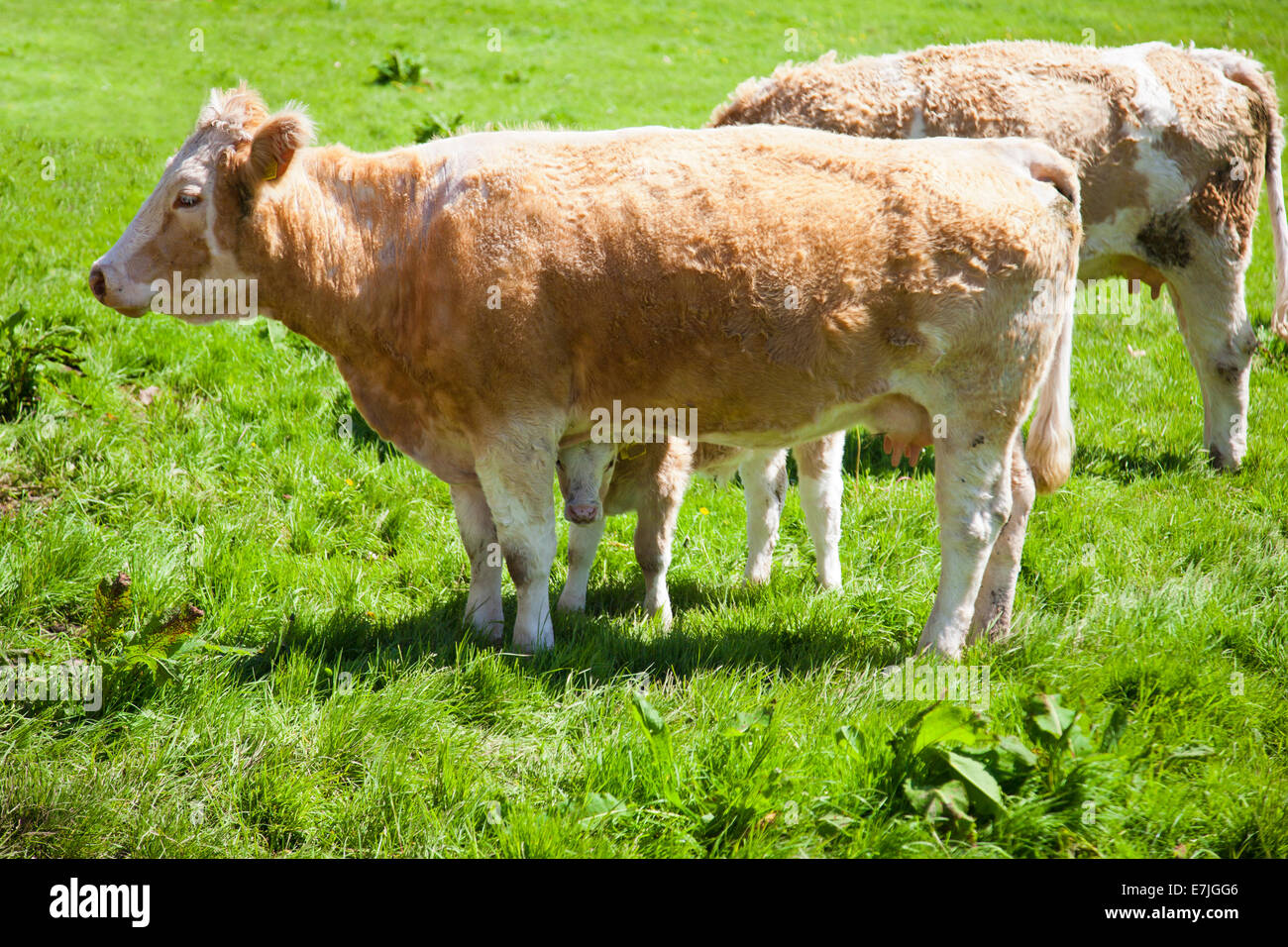 Charolais Hereford Cross Cattle