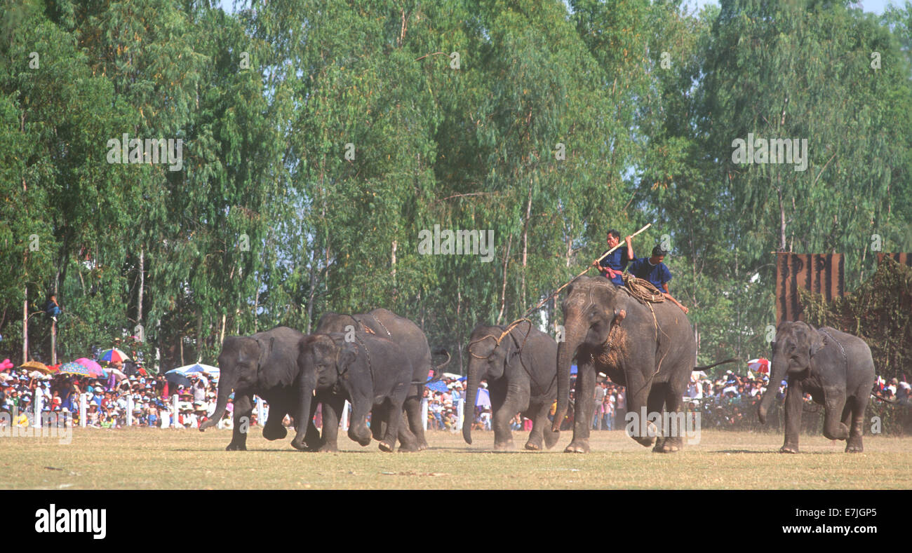 Procession, Elephant Round-Up, Surin, Thailand Stock Photo - Alamy
