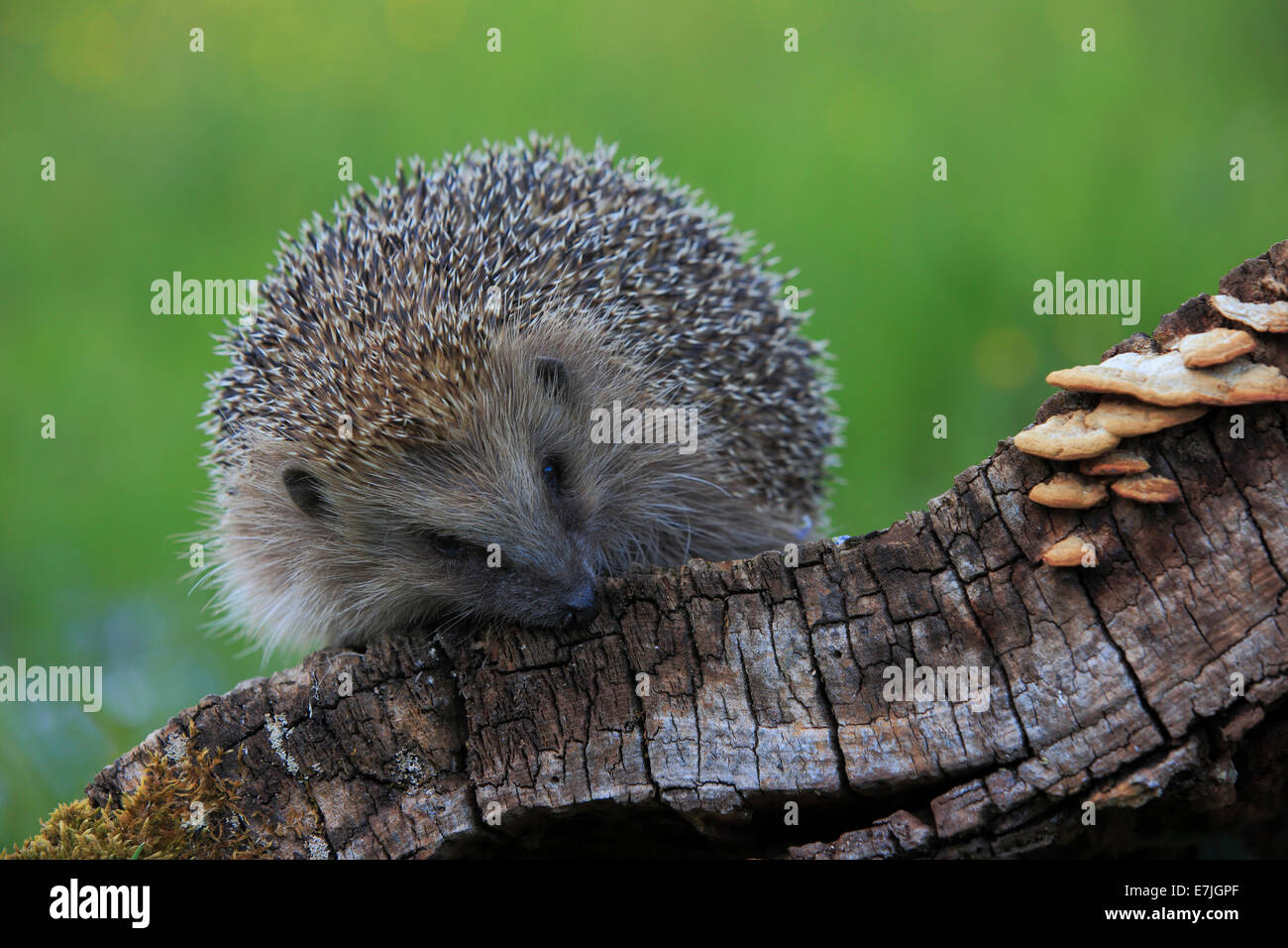 Tree stump, common hedgehog, Erinaceus europaeus, European hedgehog ...