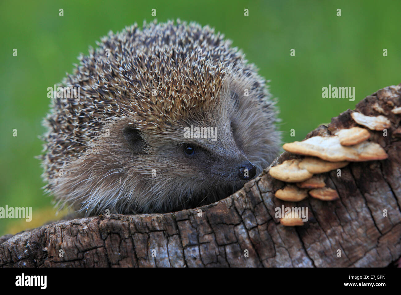 Tree stump, common hedgehog, Erinaceus europaeus, European hedgehog ...