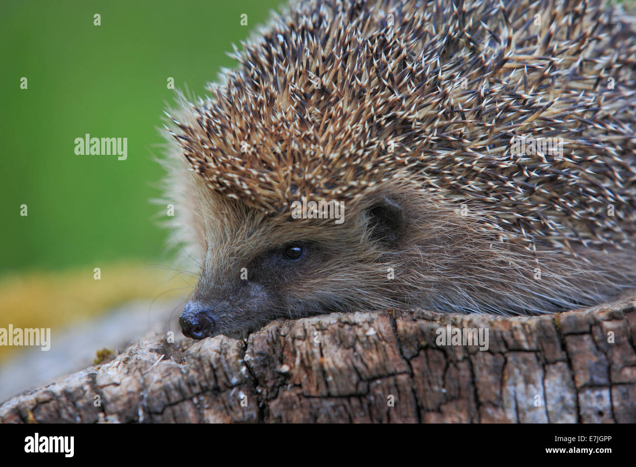 Tree stump, common hedgehog, Erinaceus europaeus, European hedgehog ...