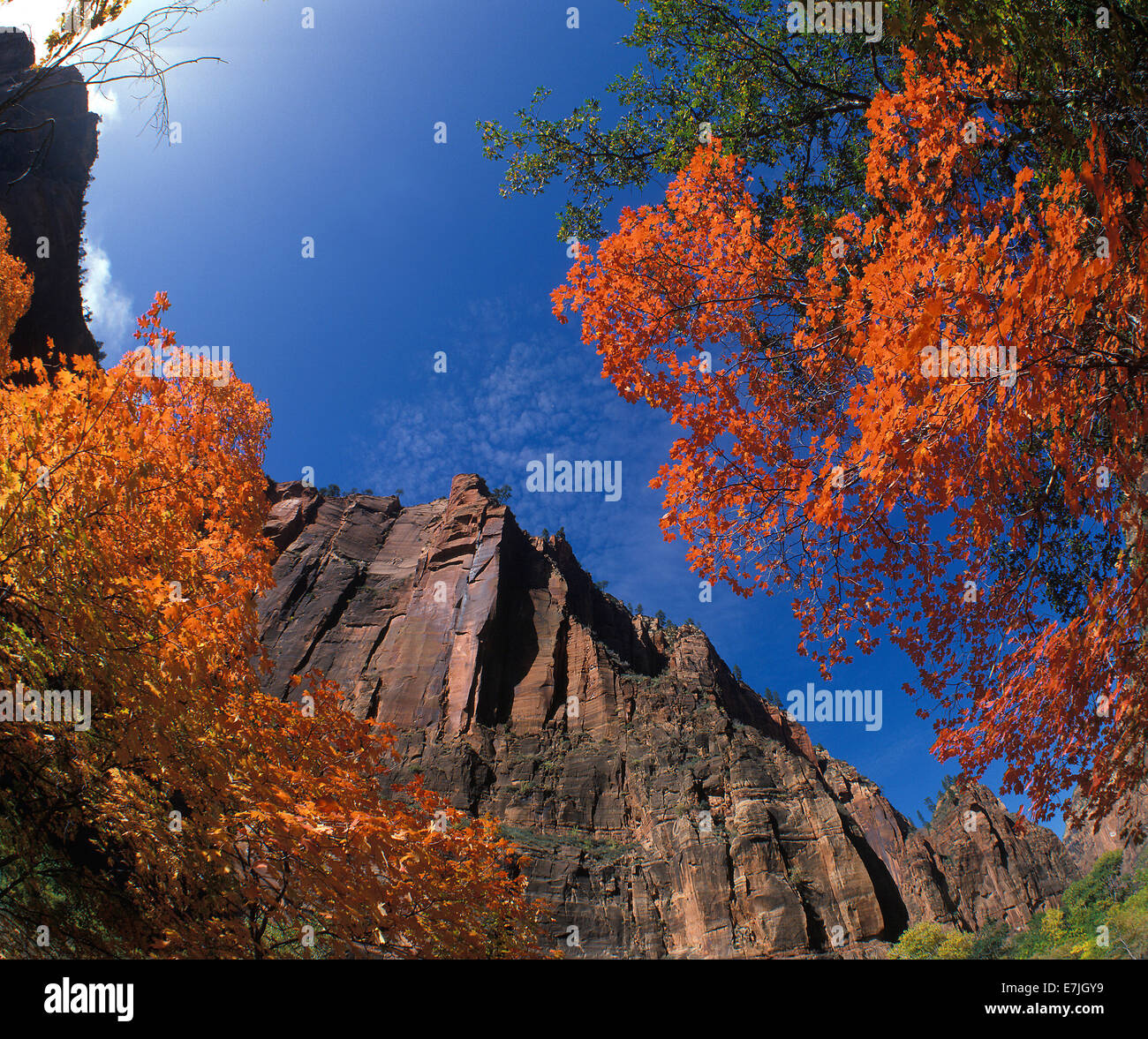 Zion fall colours hi-res stock photography and images - Alamy