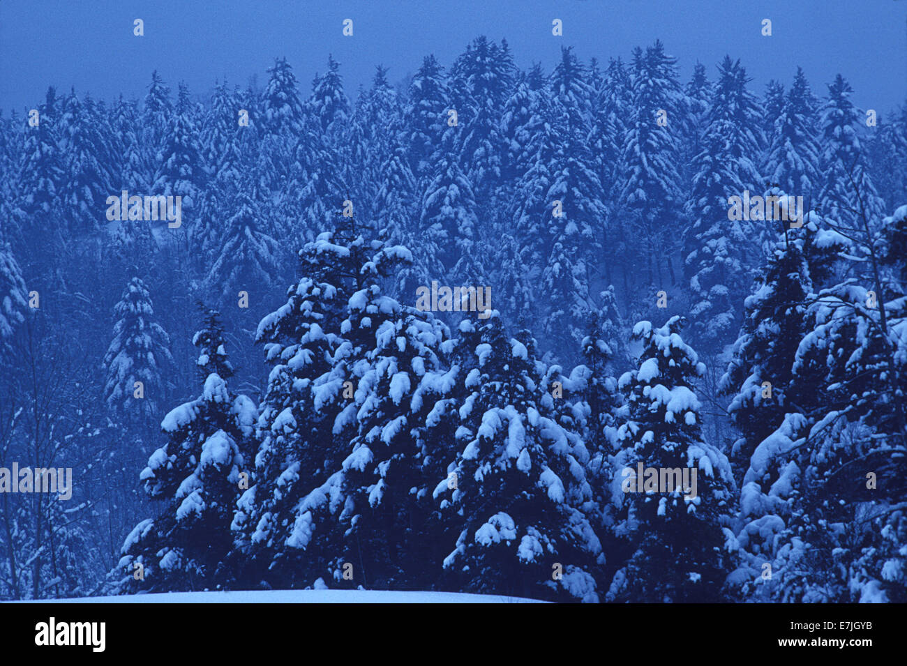 Snow-covered Trees, Adirondacks, New York Stock Photo - Alamy