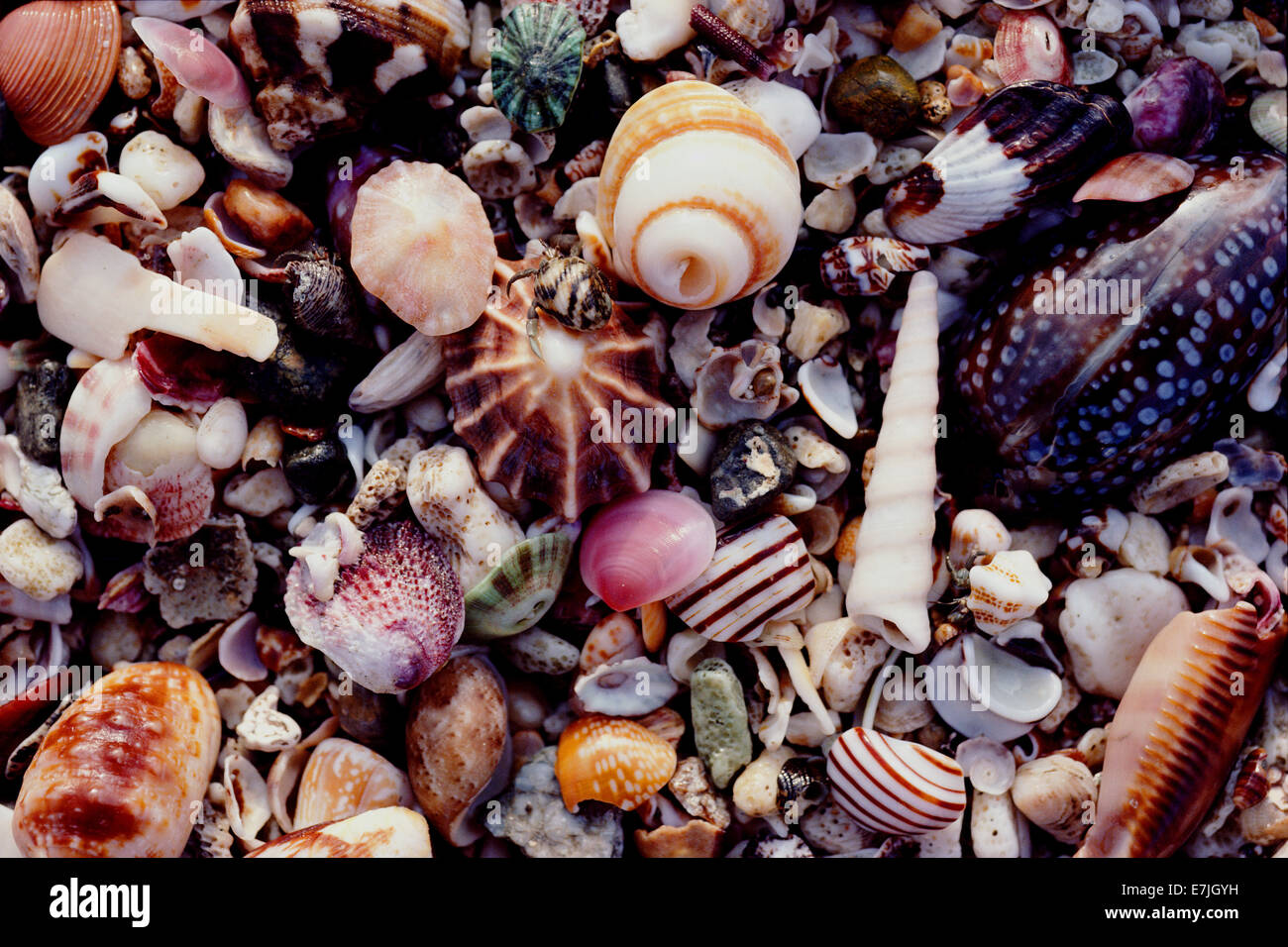 Seashells, Pacific Coast, Costa Rica Stock Photo - Alamy