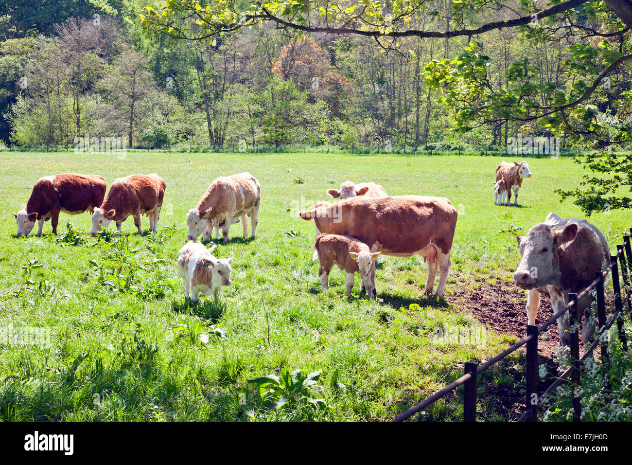The herd of Hereford x Charolais cows and their calves grazing in the ...
