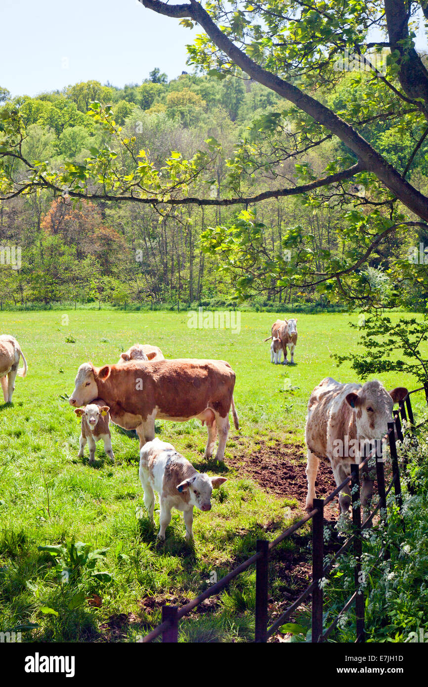 The herd of Hereford x Charolais cows and their calves grazing in the ...
