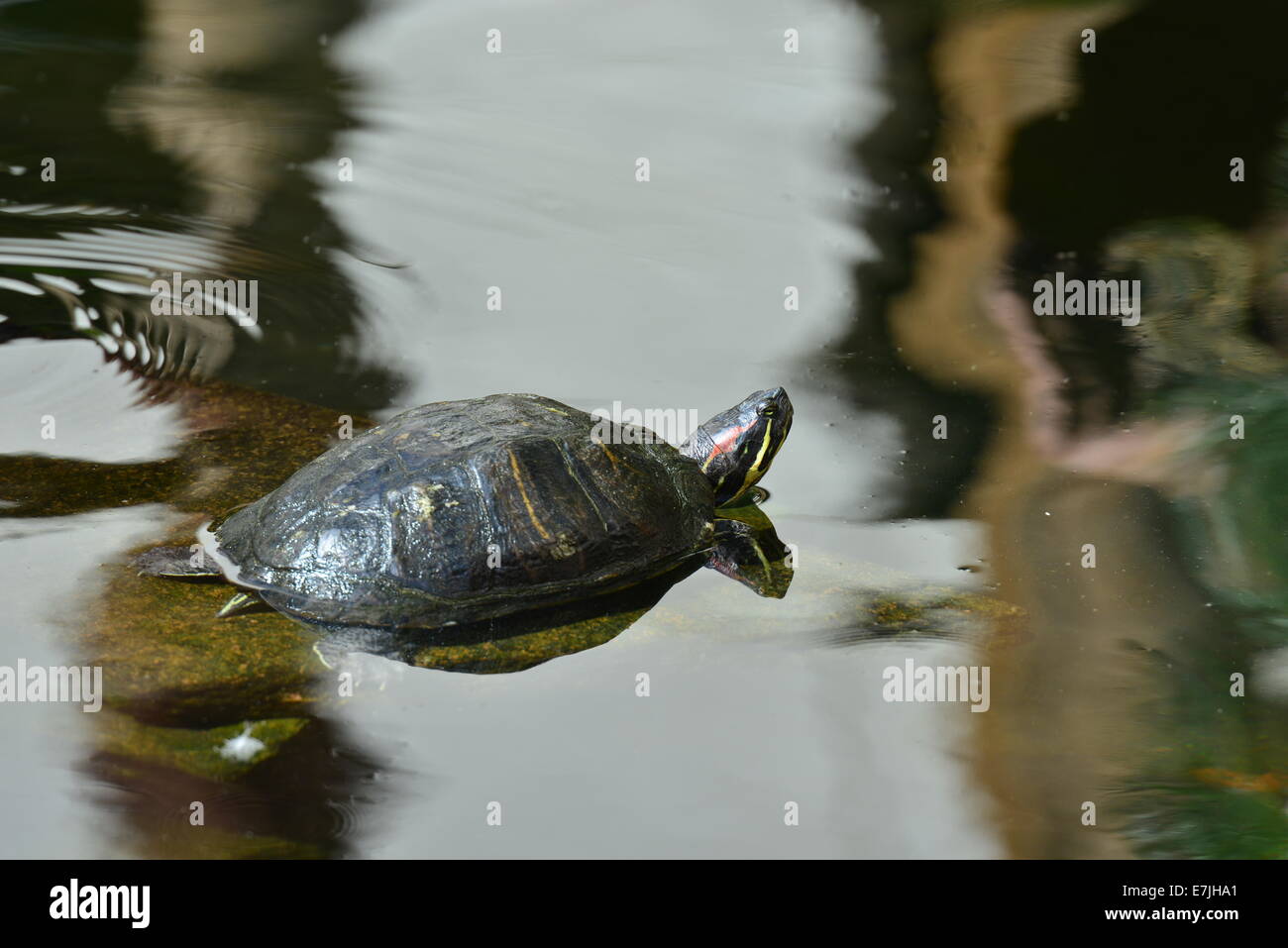 Terrapin swimming hi-res stock photography and images - Alamy