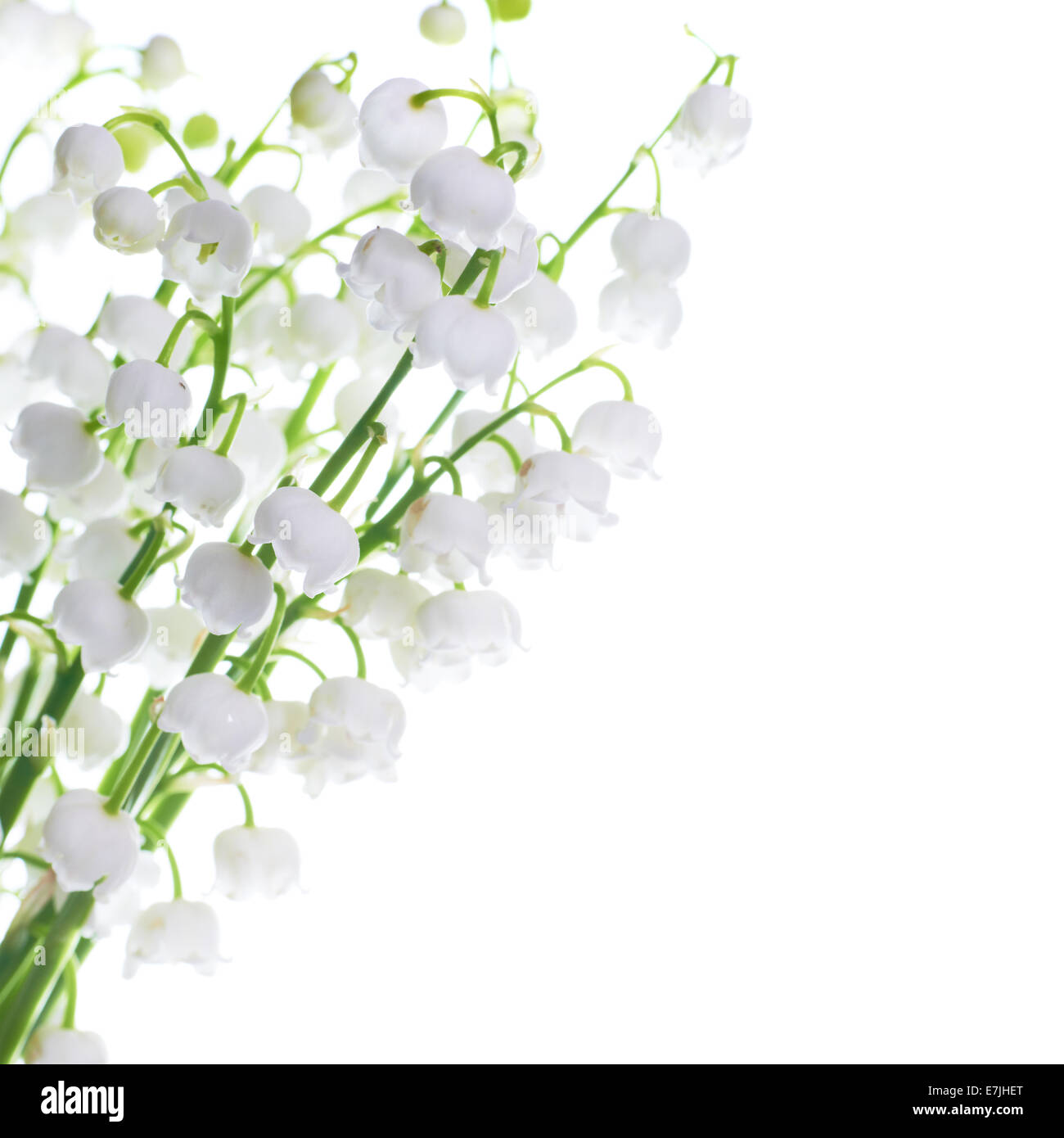 White flowers lilies of the valley isolated on white background Stock Photo - Alamy