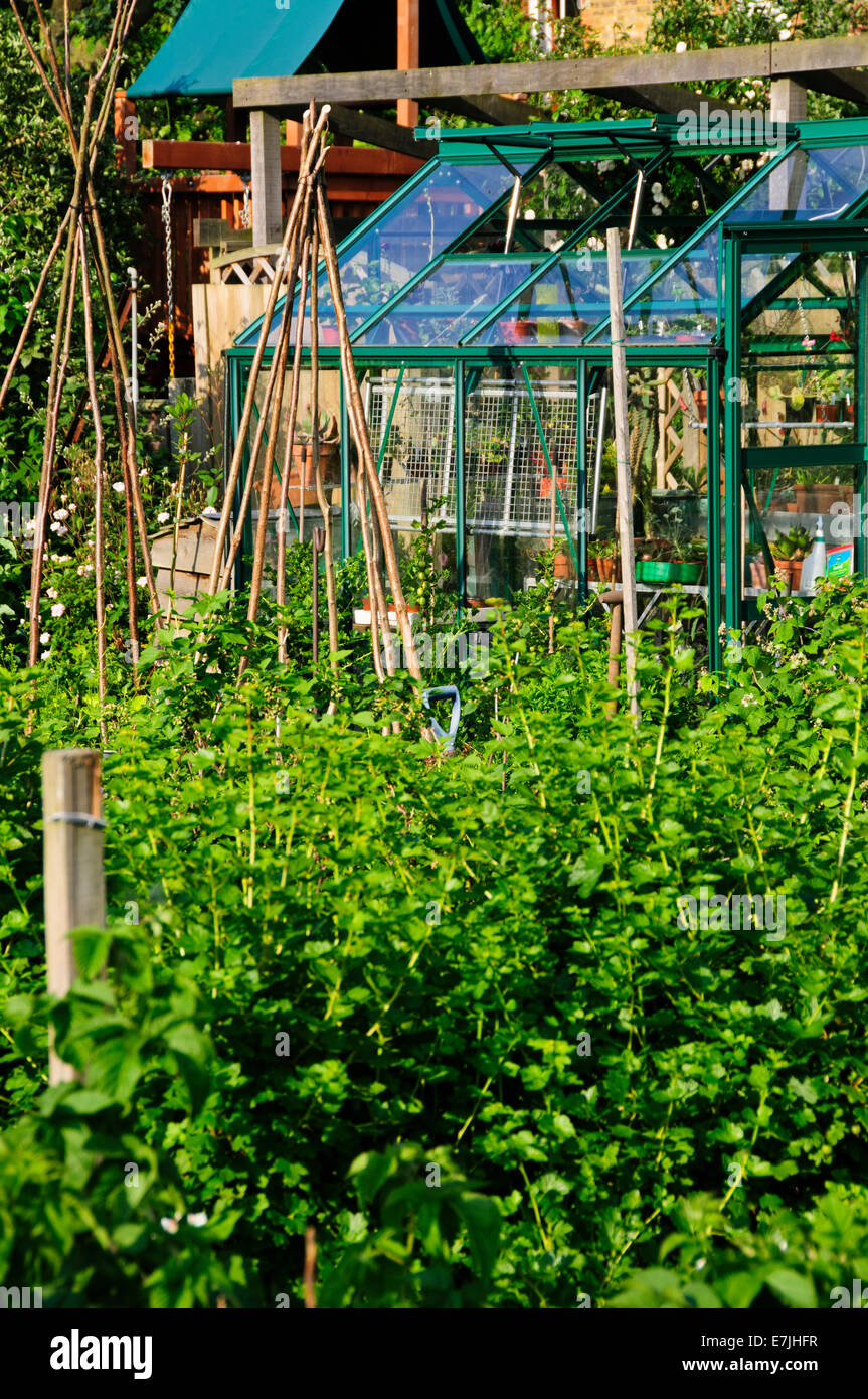 Growing asparagus and rhubarb hi-res stock photography and images - Alamy