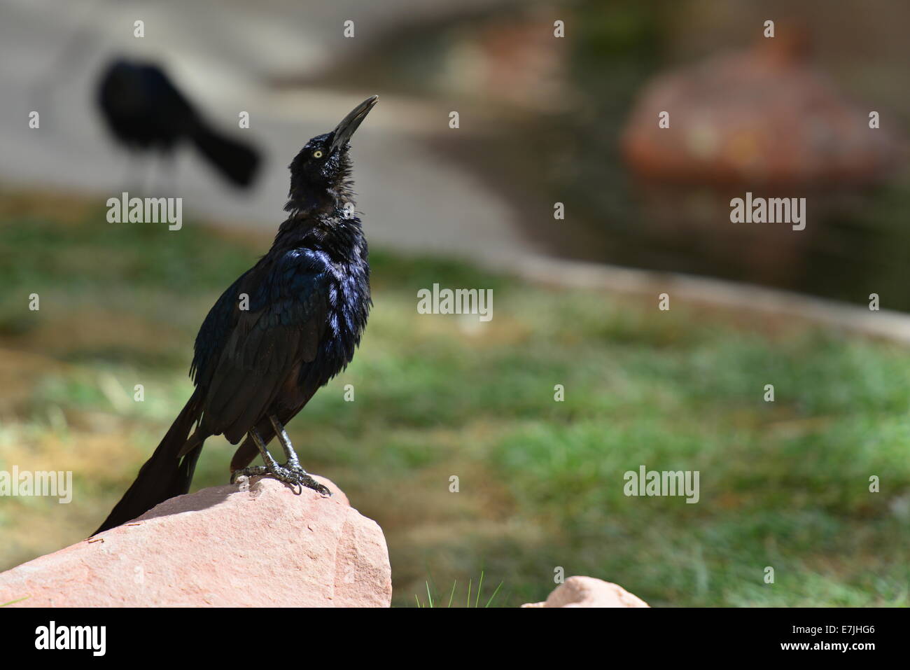 Black bird in Las Vegas Stock Photo - Alamy