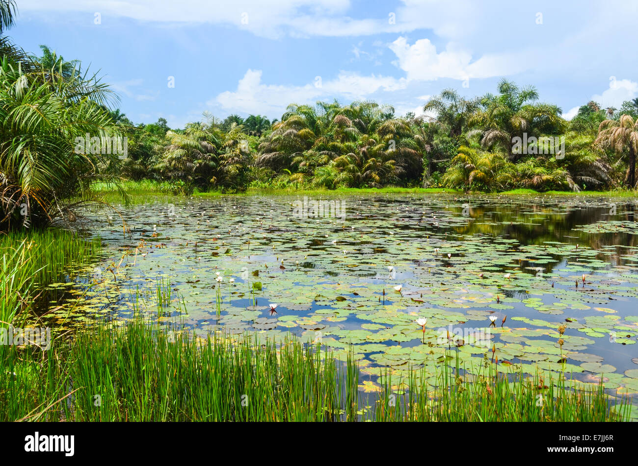 Palm trees and water lilies in a swamp in Liberia, Africa Stock Photo ...