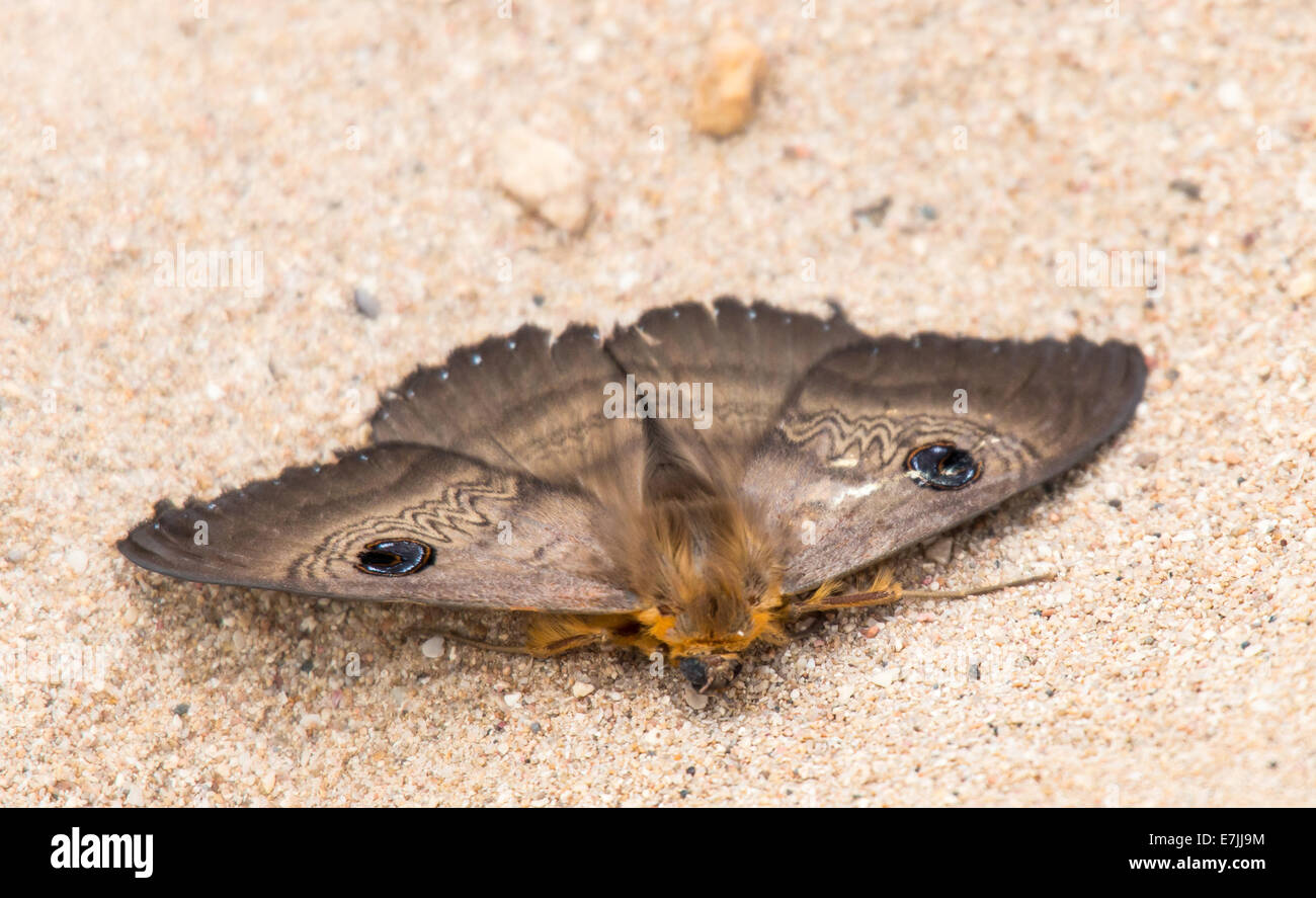 Southern Old Lady Moth, Dasypodia selenophora Stock Photo - Alamy