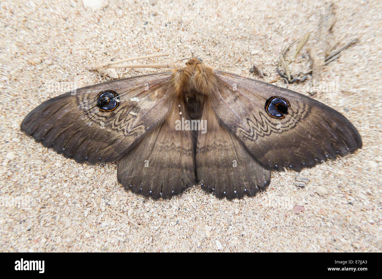 Southern Old Lady Moth, Dasypodia selenophora Stock Photo - Alamy
