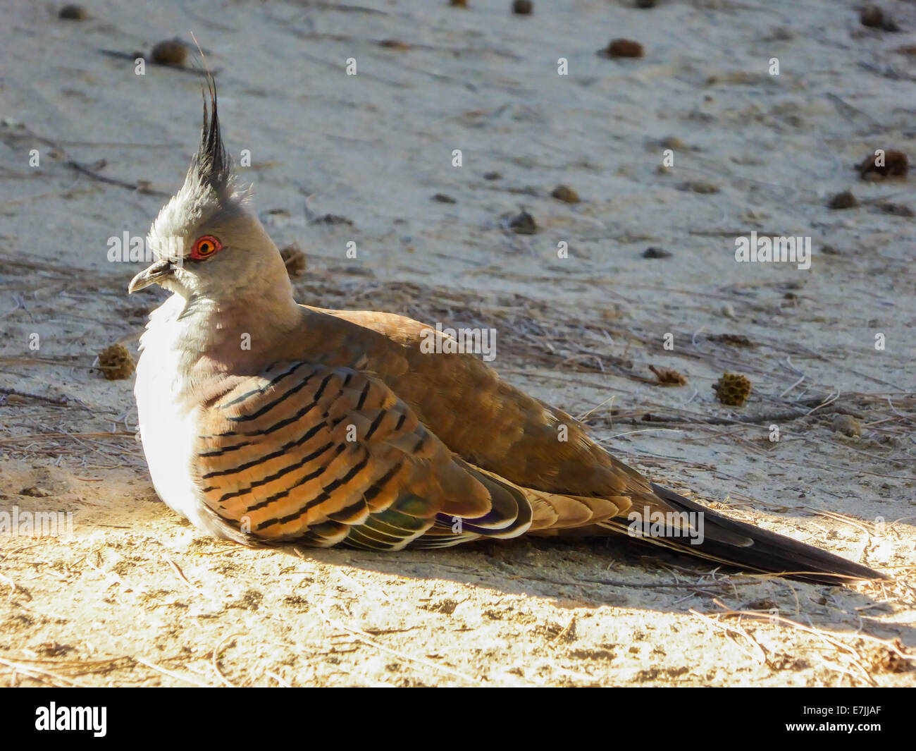 Crested Pigeon, Geophaps lophotes Stock Photo - Alamy