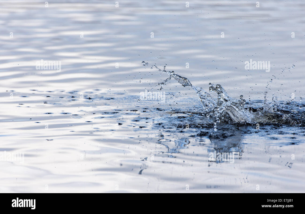 Splash From Diving Duck Stock Photo - Alamy