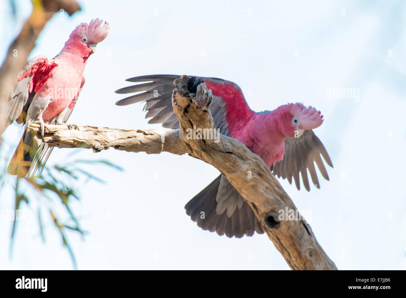 Galahs, Eolophus roseicapillus Stock Photo - Alamy