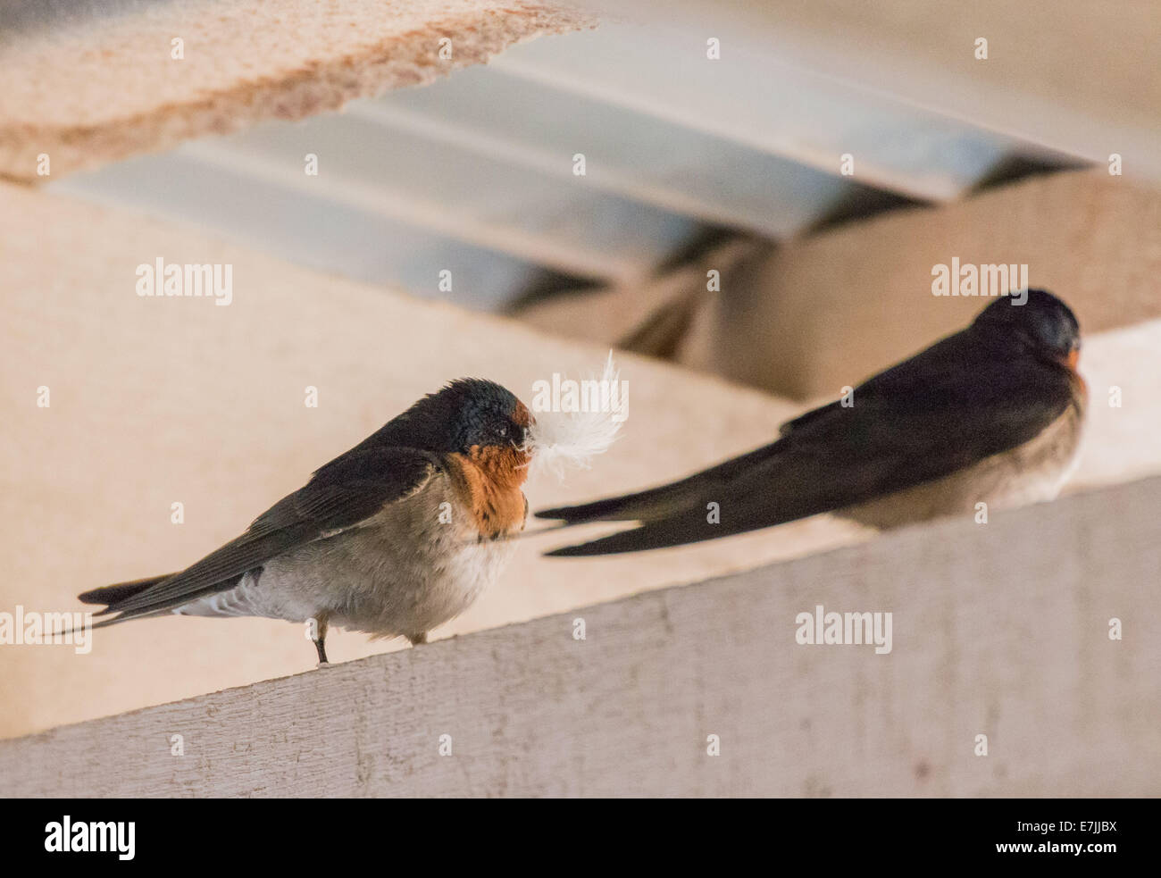 Welcome Swallow with feather, Hirundo neoxena Stock Photo - Alamy