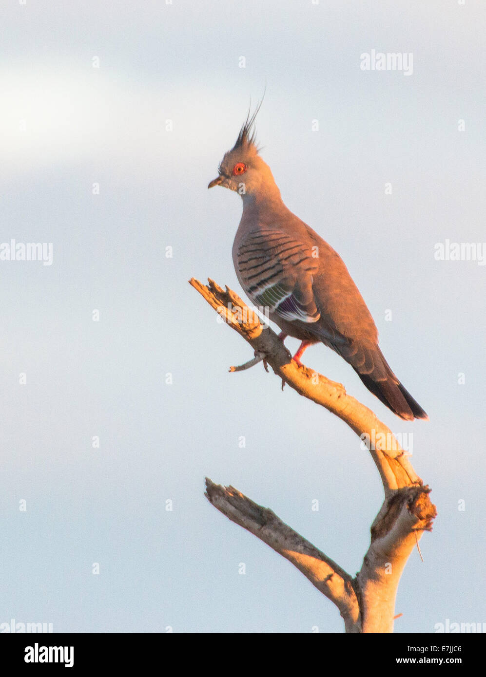 Crested Pigeon, Geophaps lophotes Stock Photo - Alamy