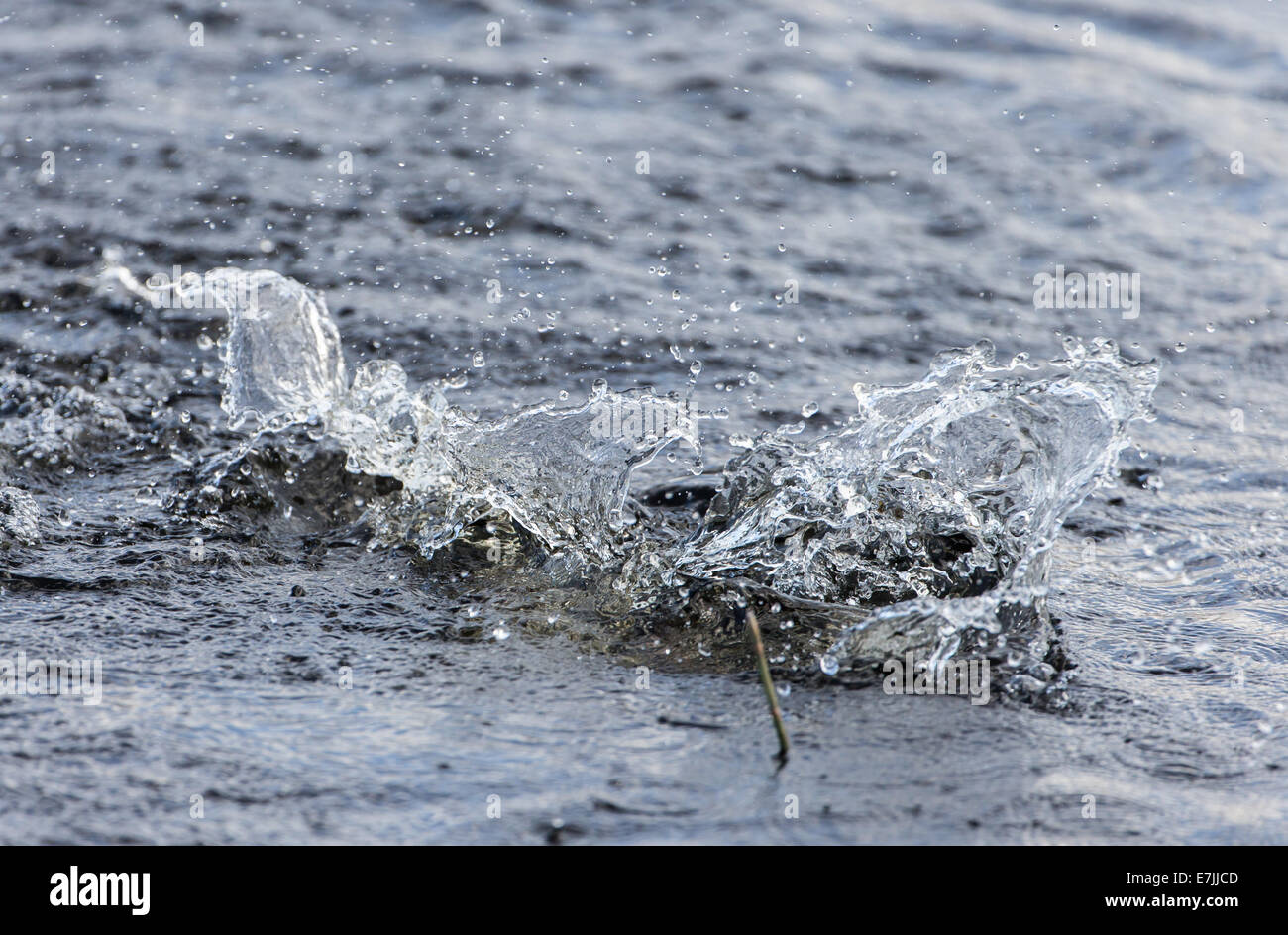 Splash From Diving Duck Stock Photo - Alamy