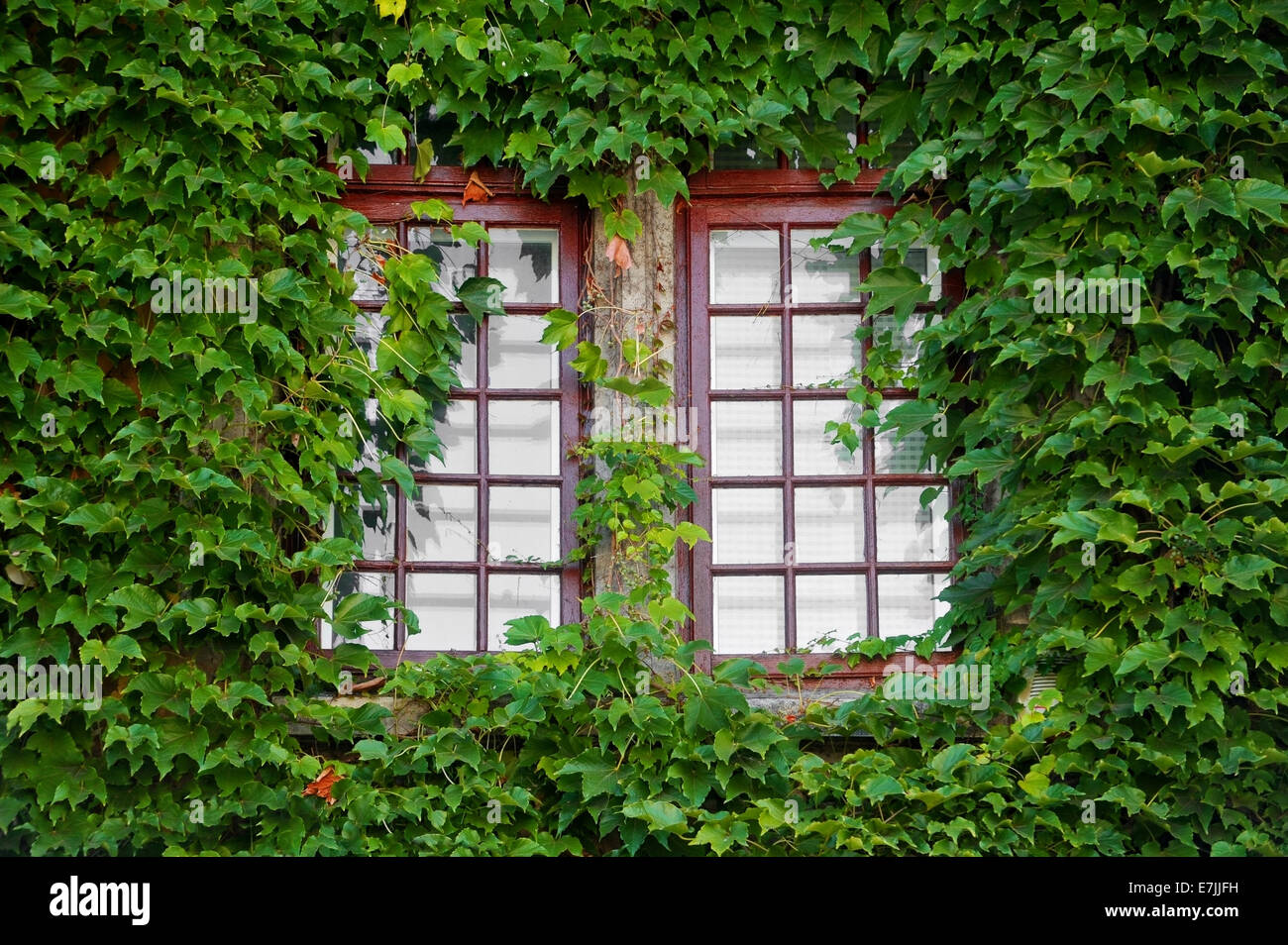 Old wooden windows covered by green ivy Stock Photo - Alamy