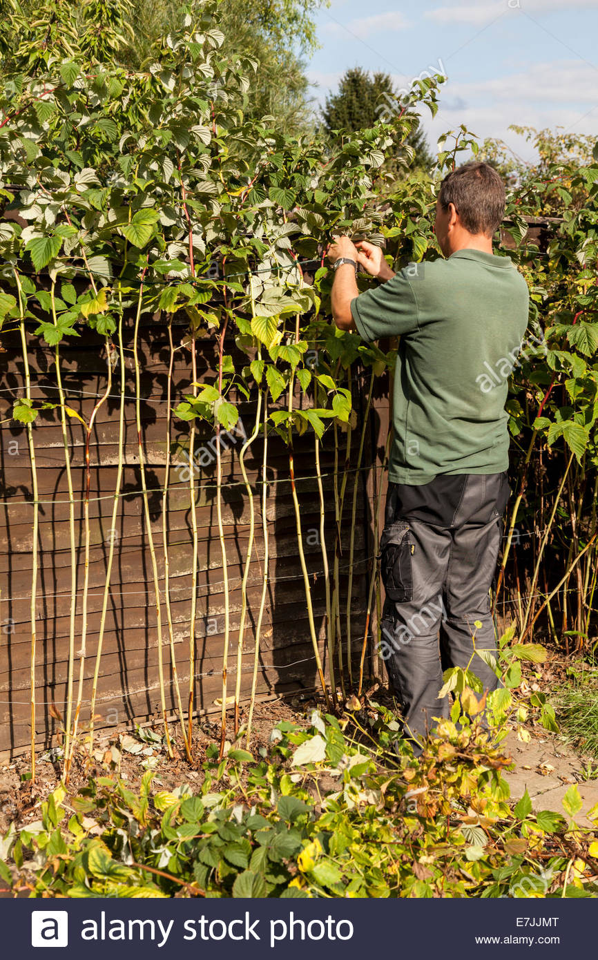 Tie Gardener High Resolution Stock Photography and Images - Alamy