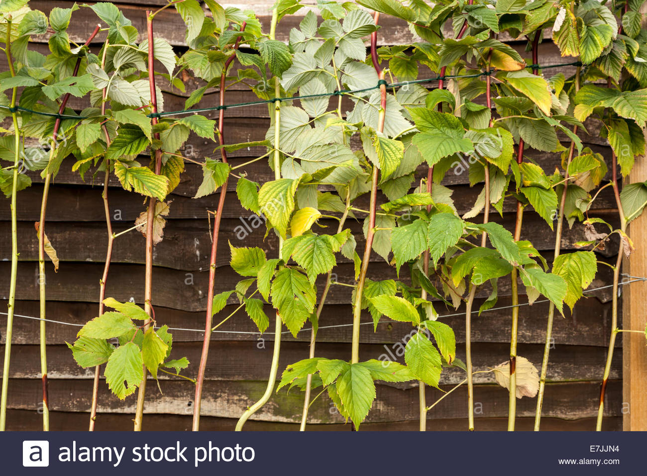 Trained Raspberry Canes Stock Photos & Trained Raspberry Canes Stock ...