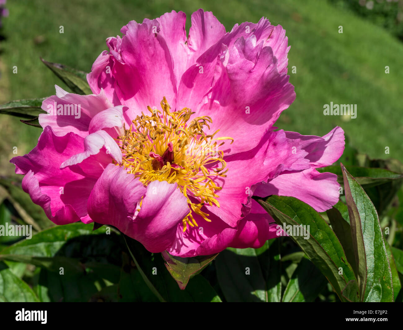 Vibrant pink peony in full bloom Stock Photo - Alamy