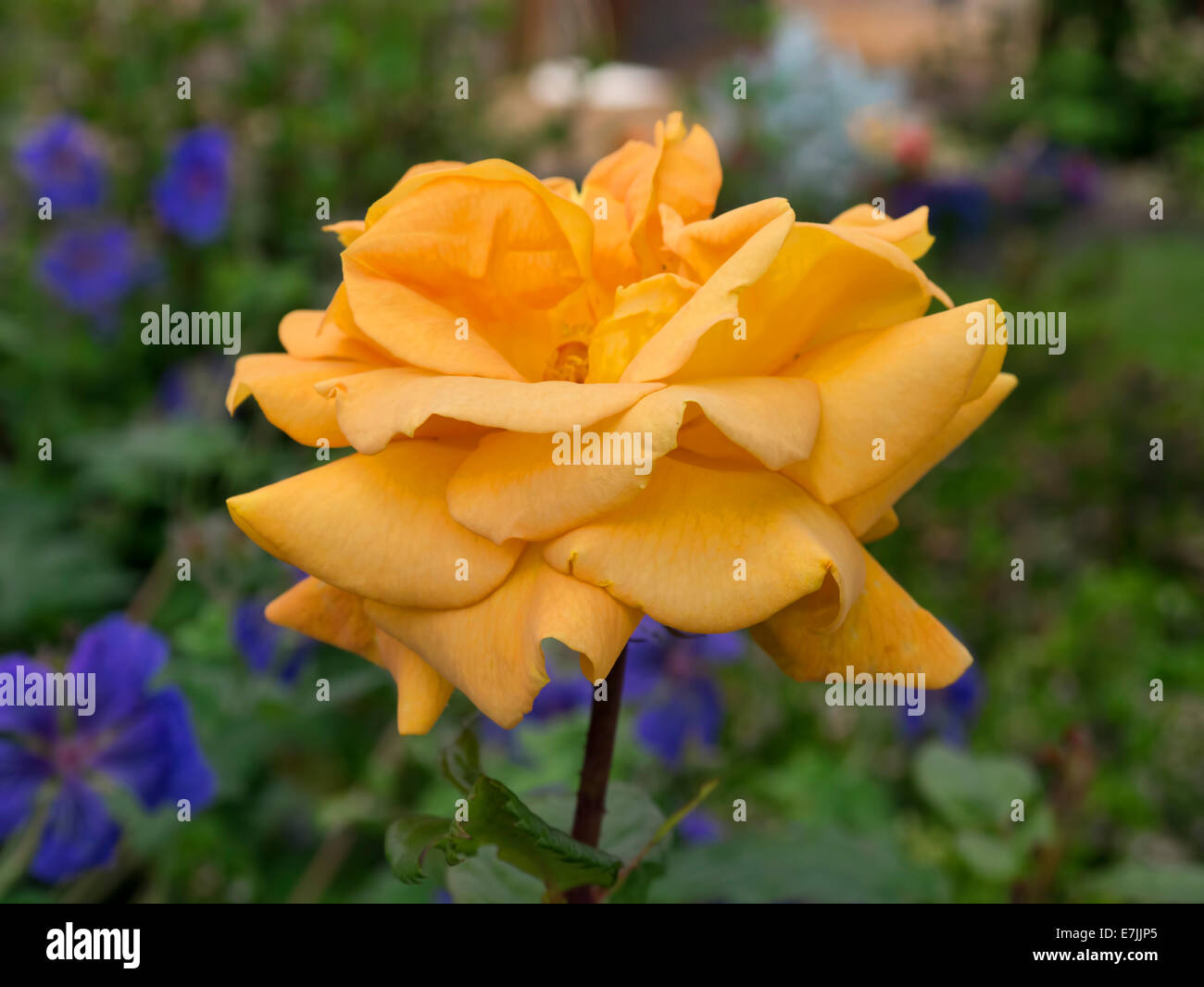 Yellow rose flower Stock Photo - Alamy