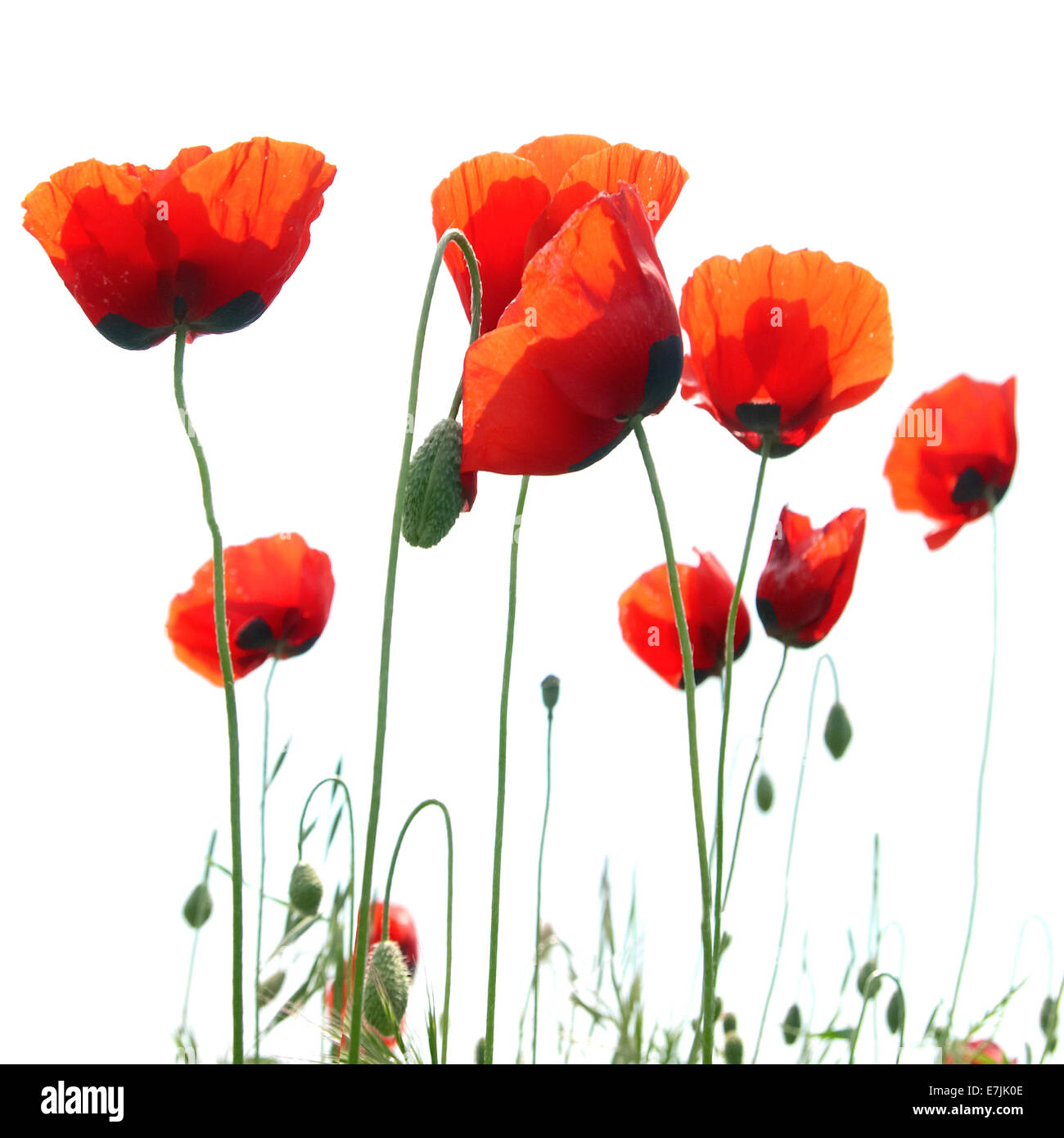 Beautiful red poppies isolated on white background Stock Photo - Alamy