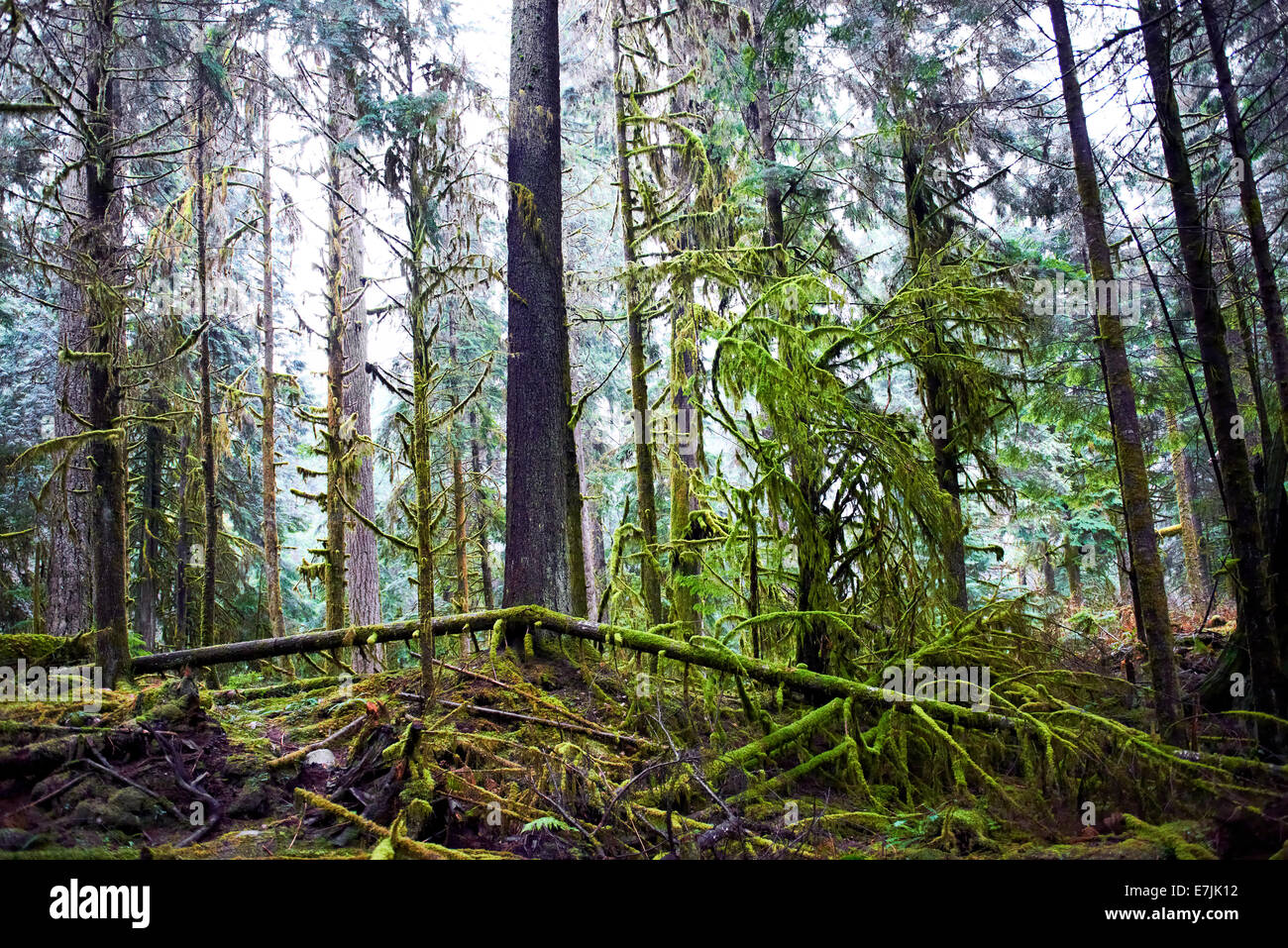 Dark misty forest with big green pine trees Stock Photo - Alamy