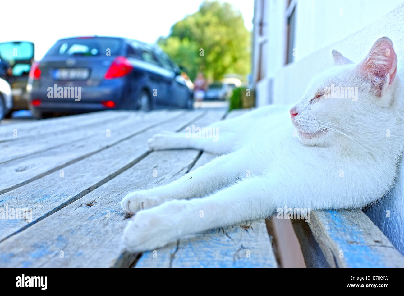 White cat laying down Stock Photo - Alamy