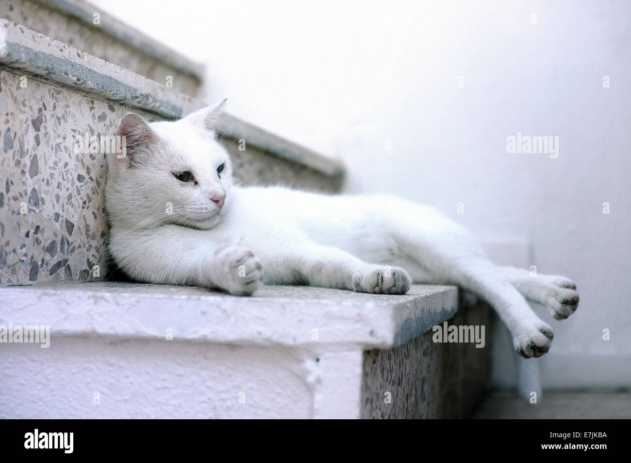 White cat laying down Stock Photo - Alamy
