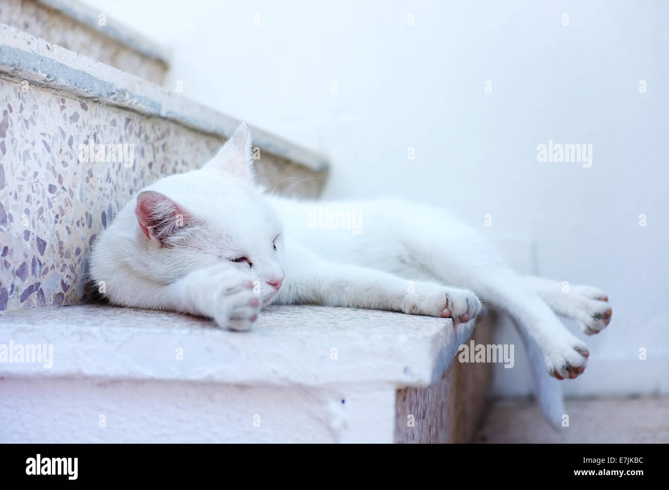 White cat laying down Stock Photo - Alamy