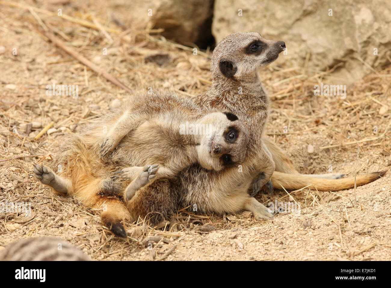 Funny Meerkats High Resolution Stock Photography and Images - Alamy