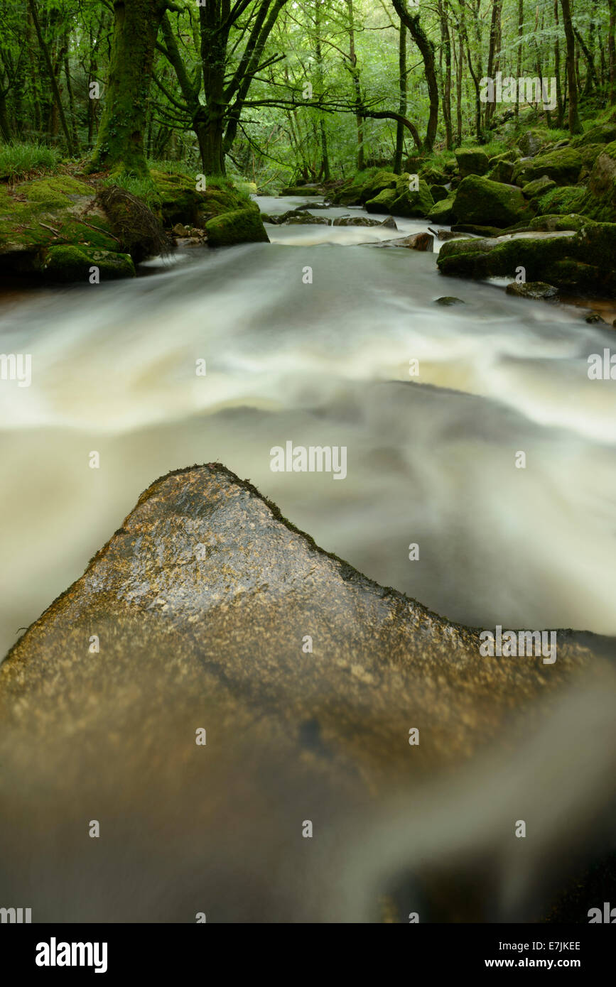 The river Fowey cascading through woodland at Golitha Falls, Cornwall ...