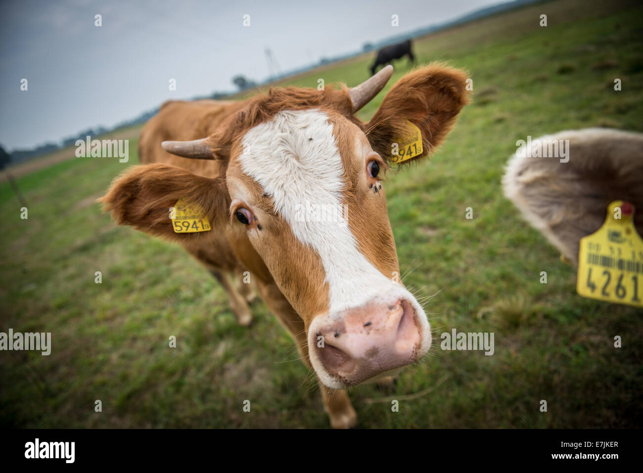 cow on pasture in Poland (Mazovia region Stock Photo - Alamy