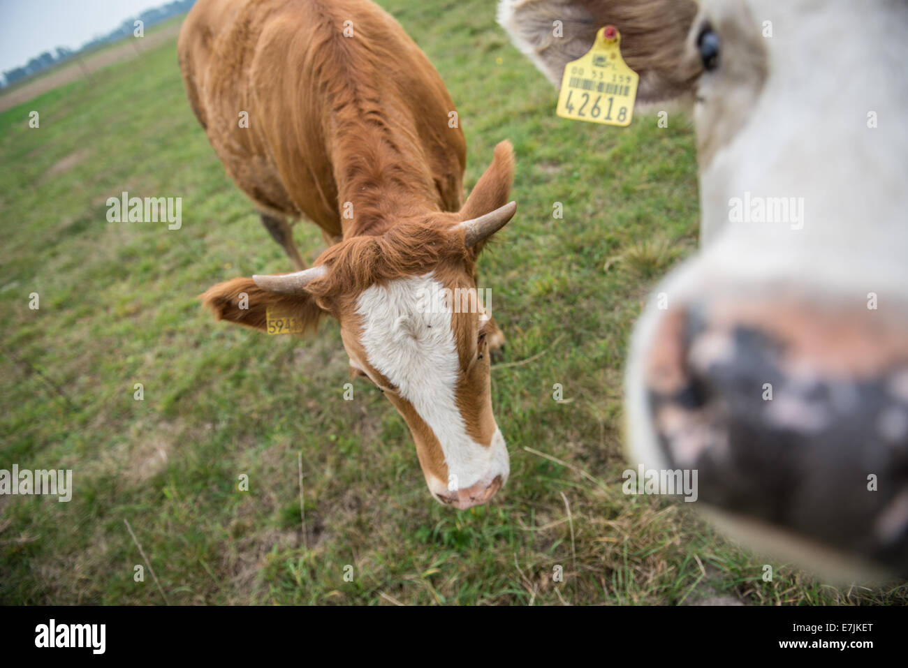cows on pasture in Poland (Mazovia region Stock Photo - Alamy