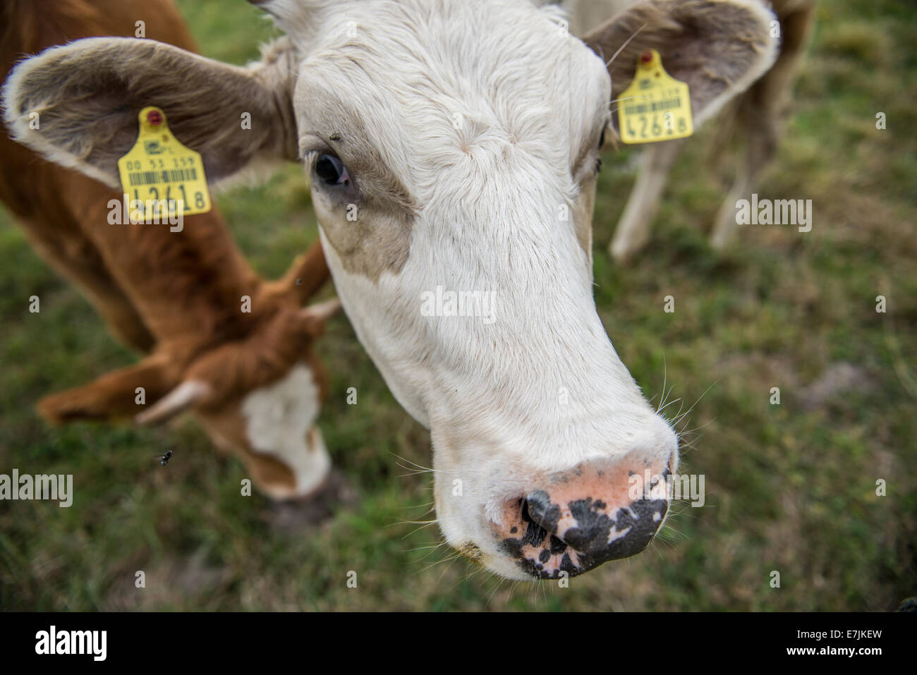 cows on pasture in Poland (Mazovia region Stock Photo - Alamy