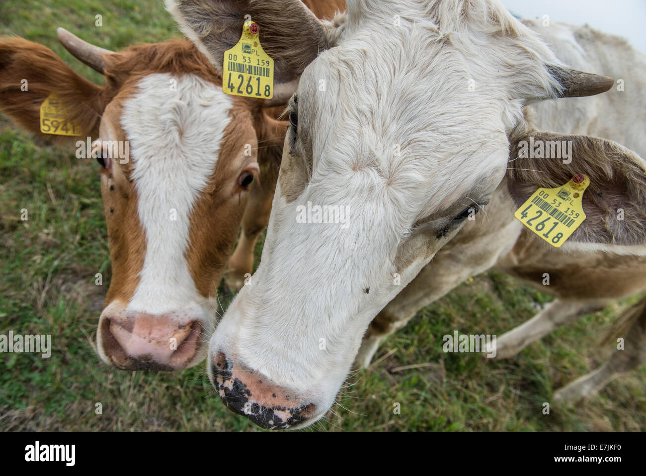 Poland cows hi-res stock photography and images - Alamy
