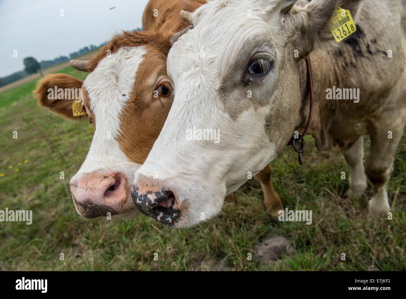 Poland cows hi-res stock photography and images - Alamy