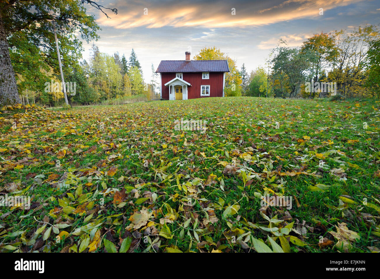 old red cottage, autumn leaves, scenery from sweden Stock Photo - Alamy