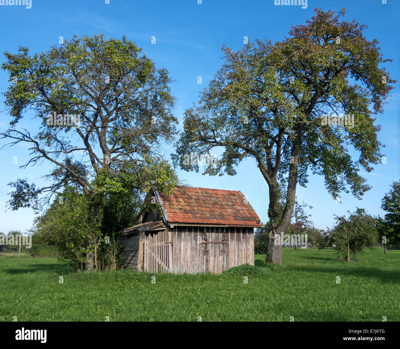 Small wooden shack under fruit trees Stock Photo - Alamy
